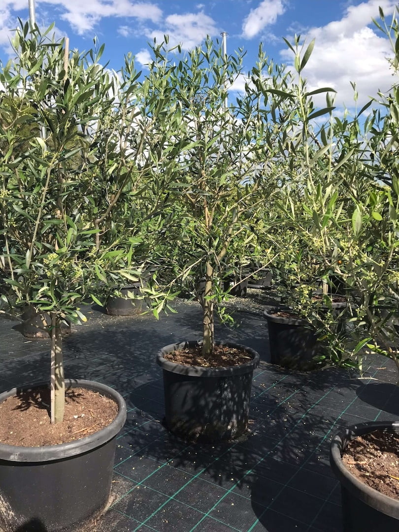 Olive Coratina 500MM Pot