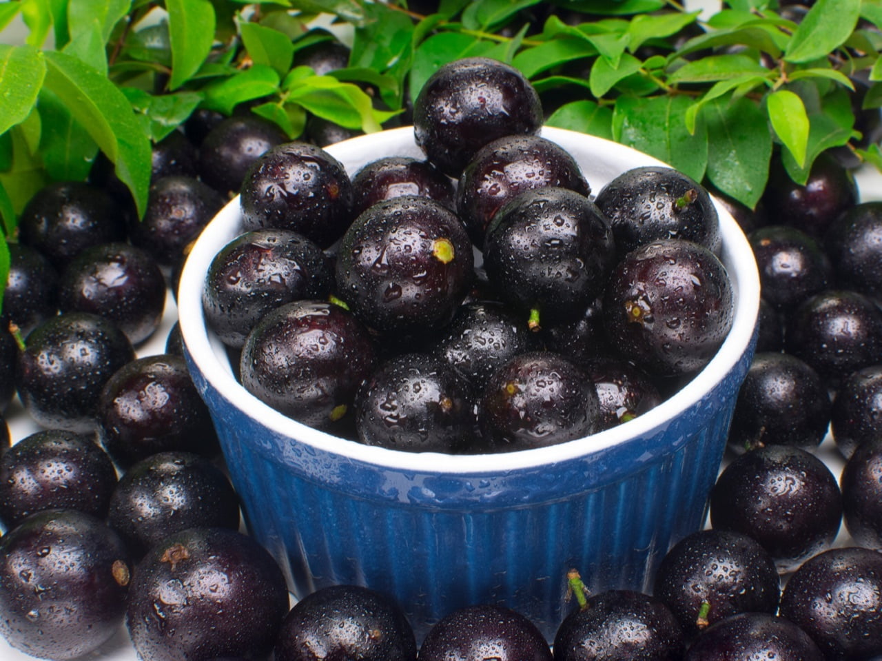 Jaboticaba Black 75 Litre