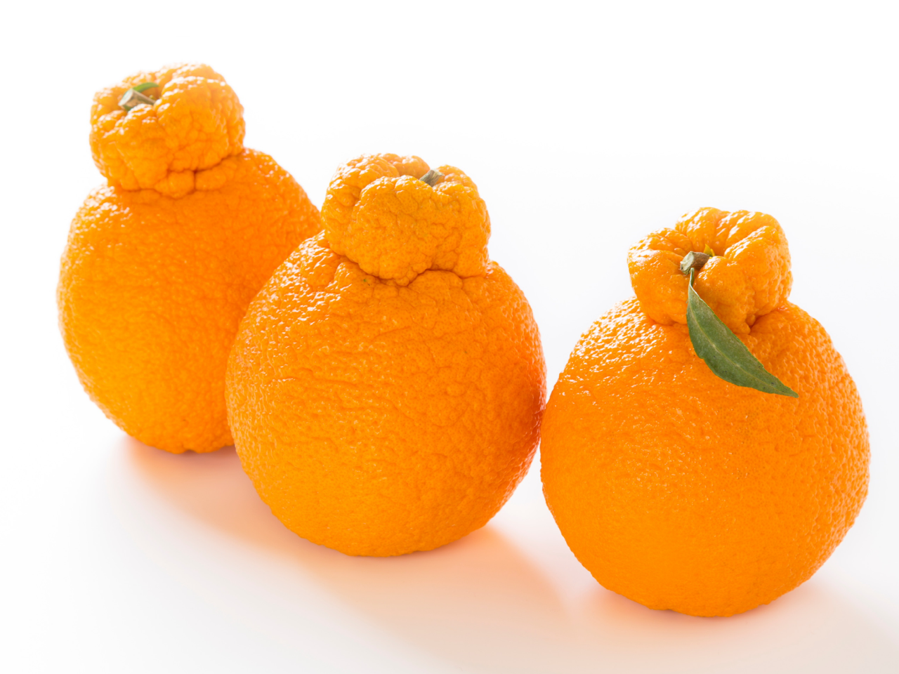 Sumo Mandarin 75 liter & 100 liter