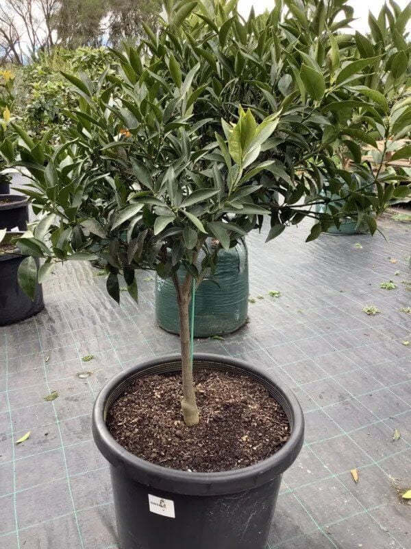 Mandarin Imperial 500MM Pot